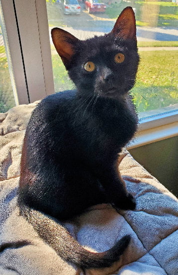 Adopt | GiveThemTen.org