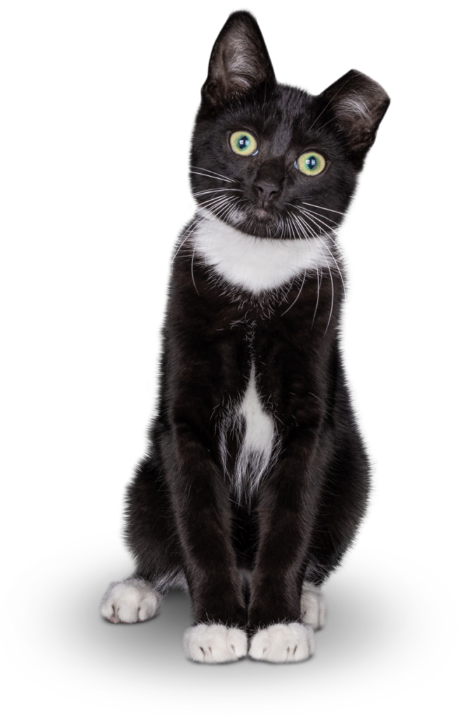 Trap Neuter Return (TNR) - GiveThemTen.org