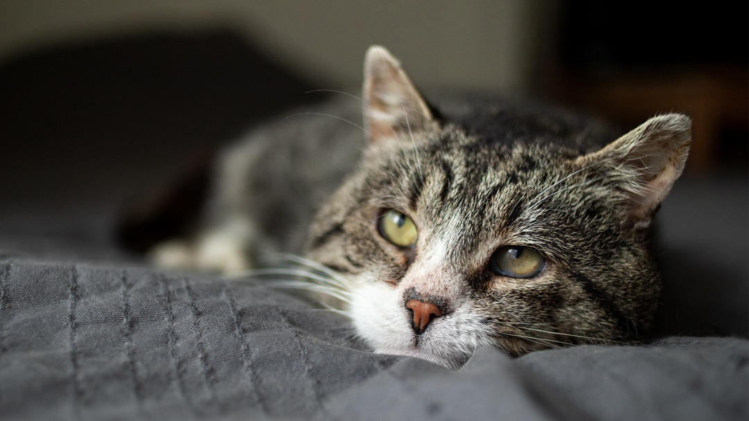 How Can I Tell If My Cat Is Sick? 8 Signs To Watch For - GiveThemTen.org