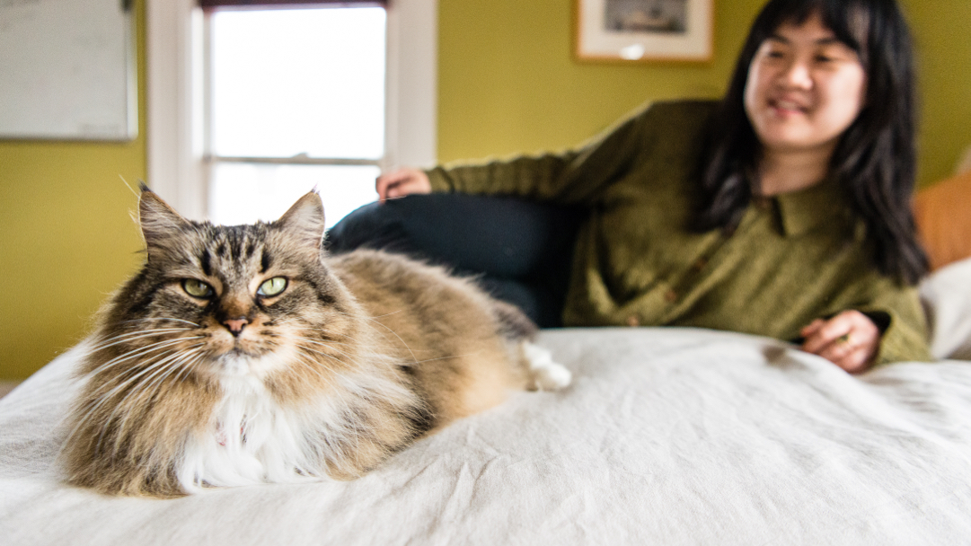 Everything You Need to Know to Start Fostering Cats - GiveThemTen.org